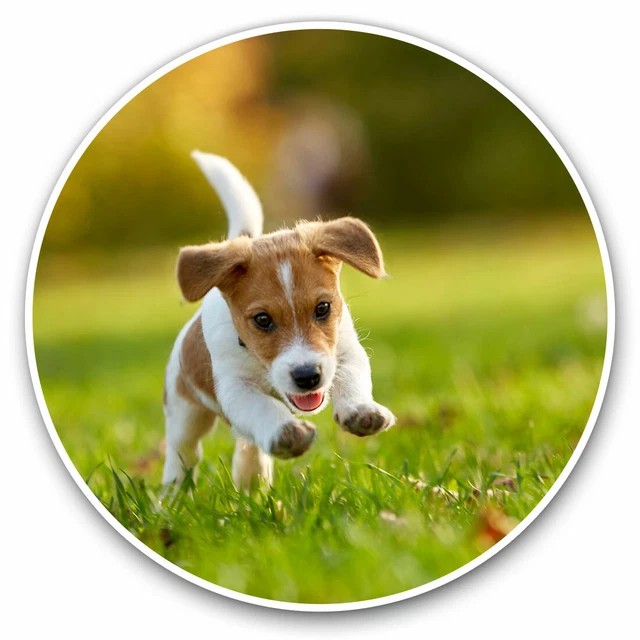 Kira Sticker With Cool Jack Russell Terrier Puppy Cool Gift Decorative ...