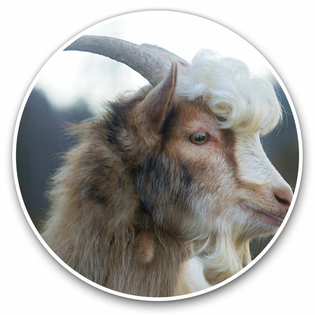 Kira Sticker With Curly Hair Goat Wild Animal Cool Gift Decorative ...