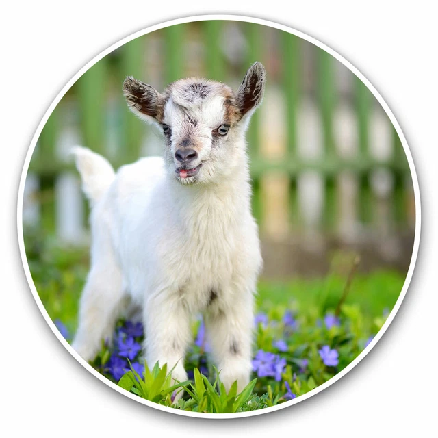 Kira Sticker With Cute Little Baby Goat Animals Farmer Cool Gift ...