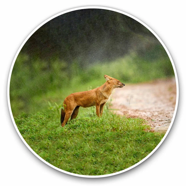 Kira Sticker With Cute Monsoon Dhole Fox Dog Cool Gift Decorative ...