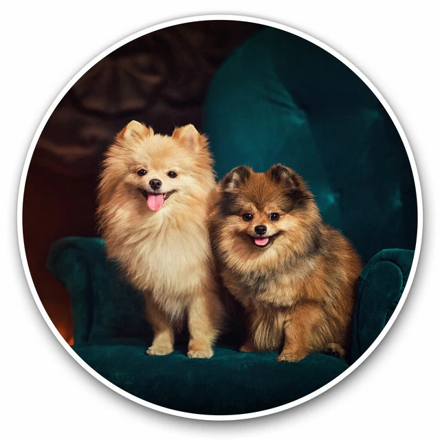Kira Sticker With Cute Pomeranian Dogs Animals Cool Gift Decorative ...