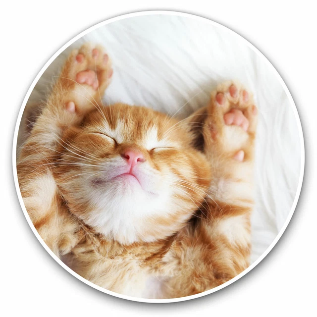 Kira Sticker With Cute Sleeping Ginger Cat Kitten Cool Gift Decorative ...
