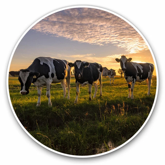 Kira Sticker With Dairy Cows Cattle Farm Farmer Cool Gift Decorative ...
