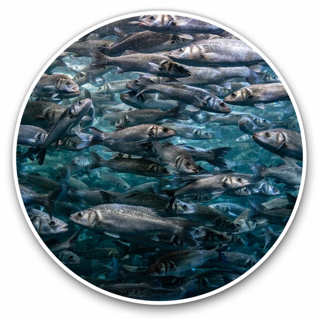 Kira Sticker With Fish School Ocean Sea Nature Cool Gift Decorative ...