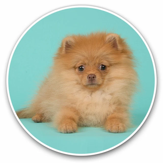Kira Sticker With Fluffy Mini Spitz Puppy Dog Pet Cool Gift Decorative ...
