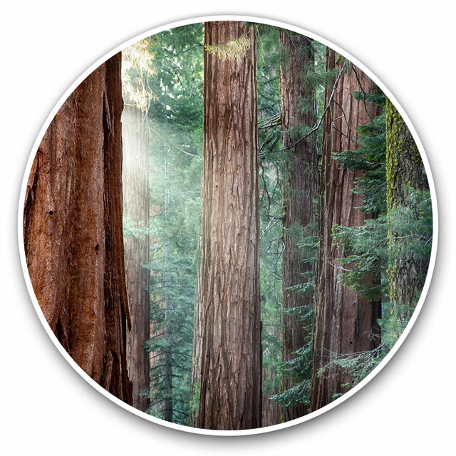 Kira Sticker With Forest Tree Nature Camping Cool Gift Decorative ...