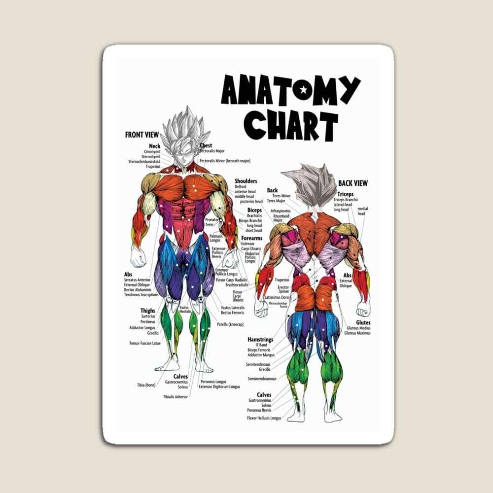 Kira Sticker With G0Ku Muscle Chart - Anatomy Diagram - Anime Gym ...