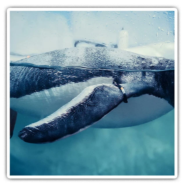 Kira Sticker With Gentoo Penguin Swimming Underwater View Decorative ...
