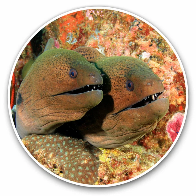 Kira Sticker With Giant Moray Eels Ocean Sea Diver Cool Gift Decorative ...