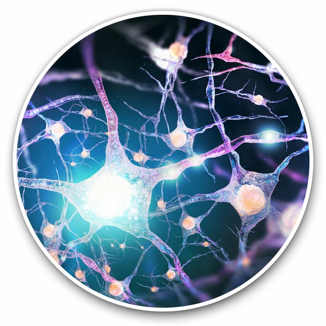 Kira Sticker With Human Nervous System Biology Cool Gift Decorative ...