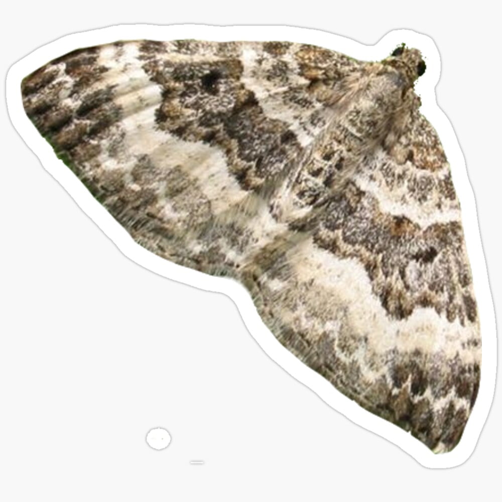 Kira Sticker - Insect Moth Aesthetic Gift For You - Phone Stickers ...