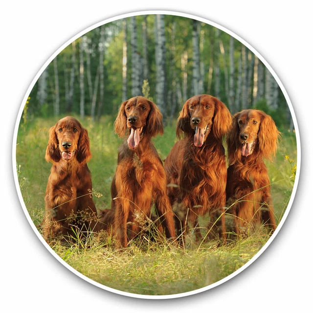 Kira Sticker With Irish Red Setter Family Dog Cool Gift Decorative ...