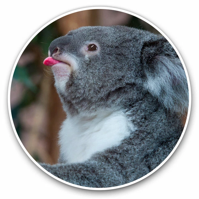 Kira Sticker With Koala Bear Australia Wild Animals Cool Gift ...