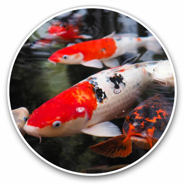 Kira Sticker With Koi Carp Pond Fish Japanese Cool Gift Decorative ...