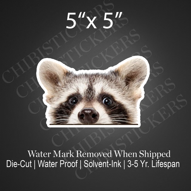 Kira Sticker With Lifelike Realistic Funny Raccoon Peeking Peeker ...