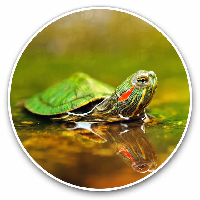 Kira Sticker With Little Turtle Terrapin Swimming Cool Gift Decorative ...