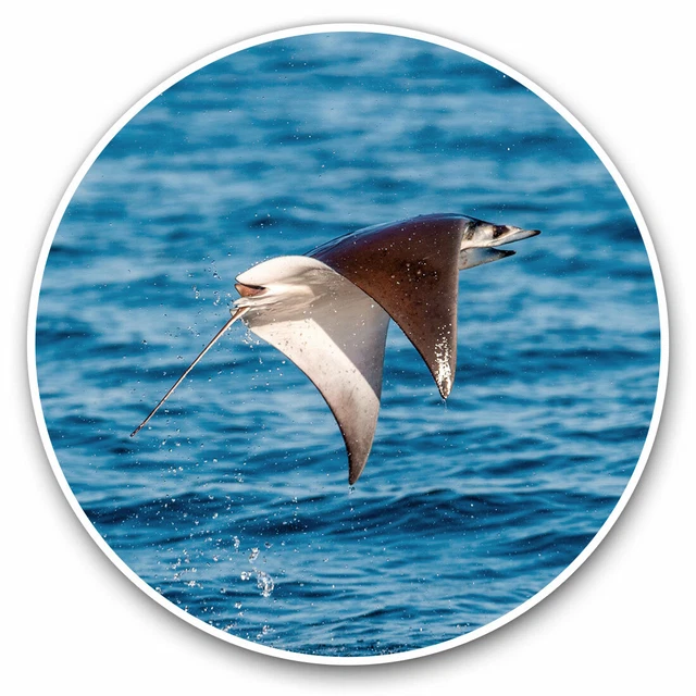 Kira Sticker With Mobula Ray Jumping Manta Sea Cool Gift Decorative ...
