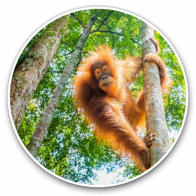 Kira Sticker With Orangutan In Jungle Indonesia Cool Gift Decorative ...