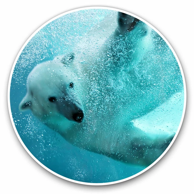 Kira Sticker With Polar Bear Ocean Sea Arctic Wild Cool Gift Decorative ...