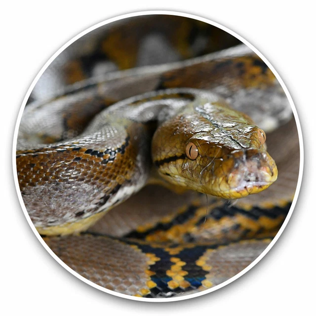 Kira Sticker With Python Snake Borneo Snakes Cool Gift Decorative ...