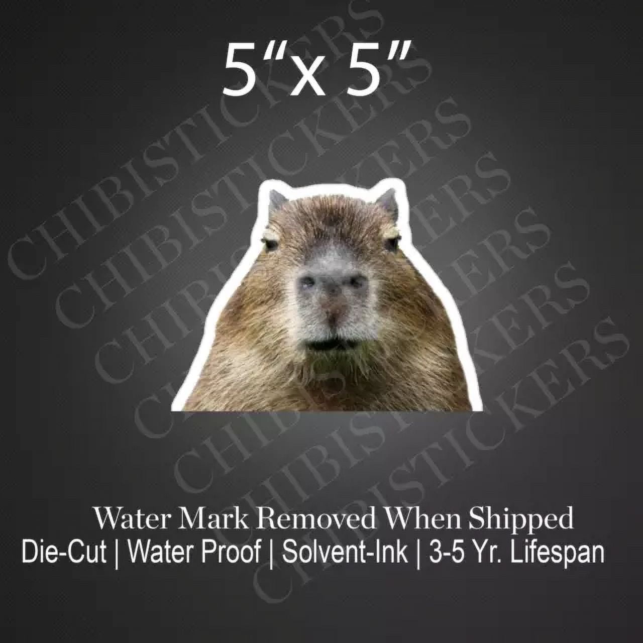 Kira Sticker With Realistic Capybara Rat Mouse Car Window Peeking ...