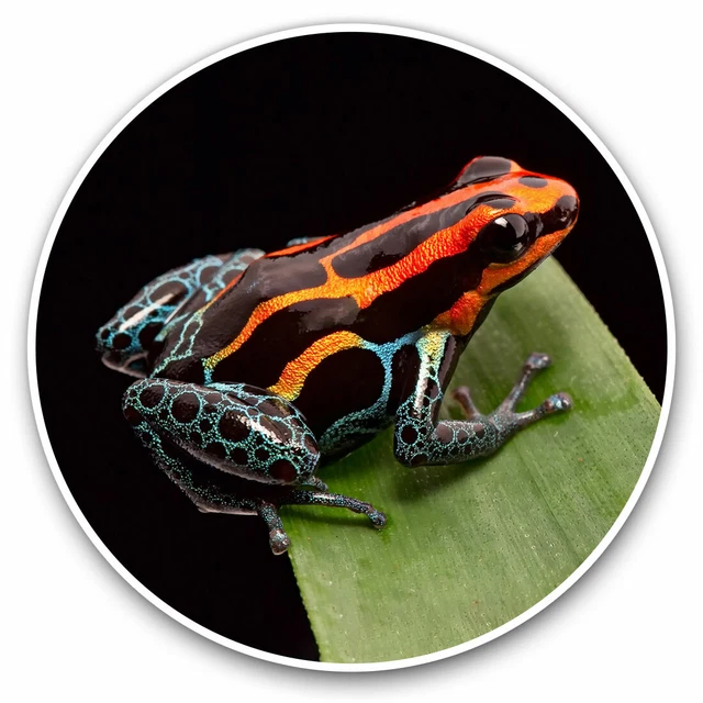 Kira Sticker With Red Striped Poison Dart Frog Cool Gift Decorative ...