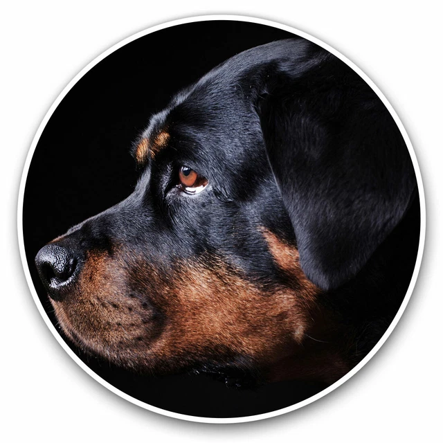 Kira Sticker With Rottweiler Dog Portrait Cute Cool Gift Decorative ...