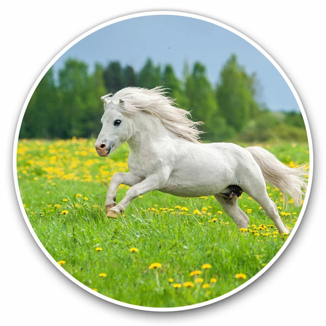 Kira Sticker With Running White Shetland Pony Cool Gift Decorative ...