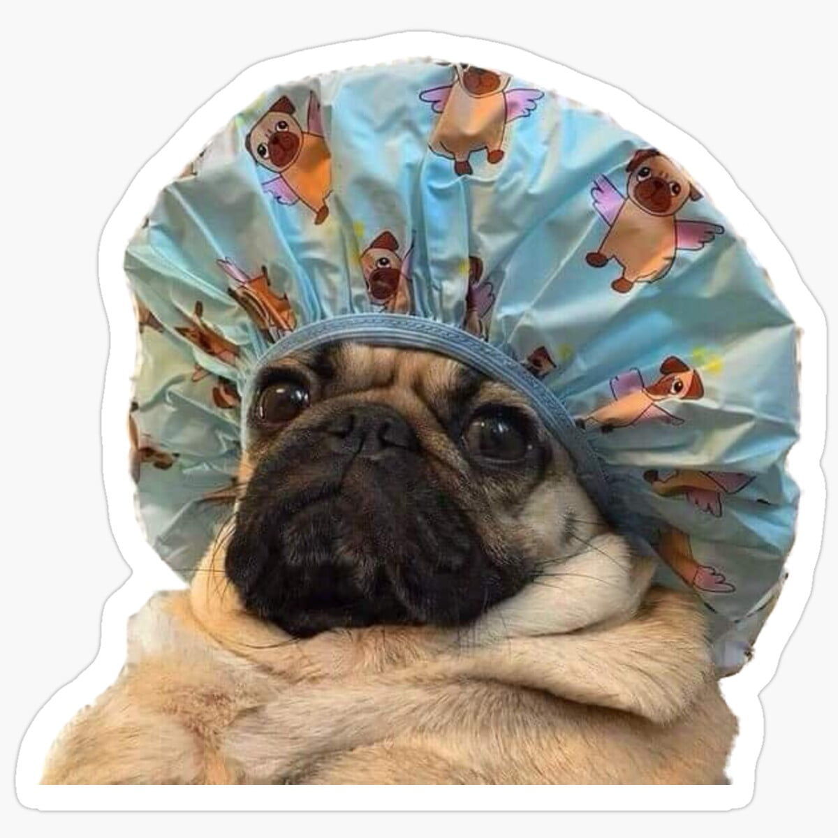 Kira Sticker - Shower Cap Funny Pug Sticker, Funny Waterproof Decal For ...
