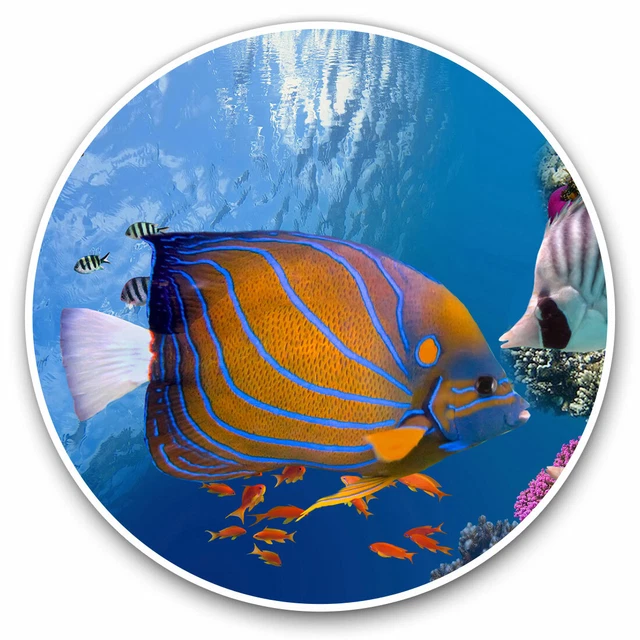 Kira Sticker With Tropical Fish Underwater Fun Cool Gift Decorative ...