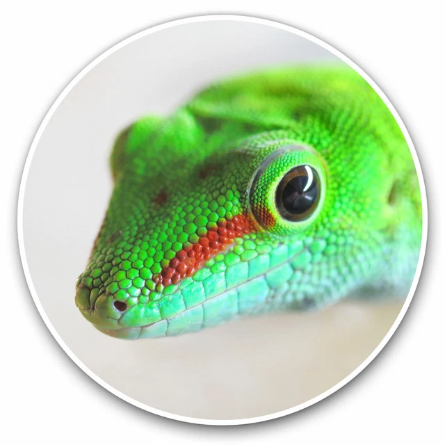 Kira Sticker With Vinyl Stickers -Bright Green Lizard Gecko Wild Cool ...