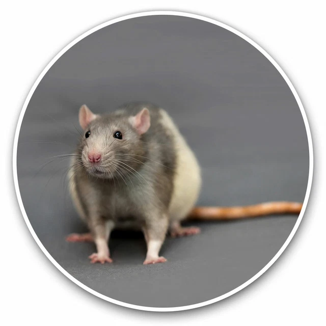 Kira Sticker With Vinyl Stickers - Cute Fancy Rat Rodent Pet Cool Gift ...