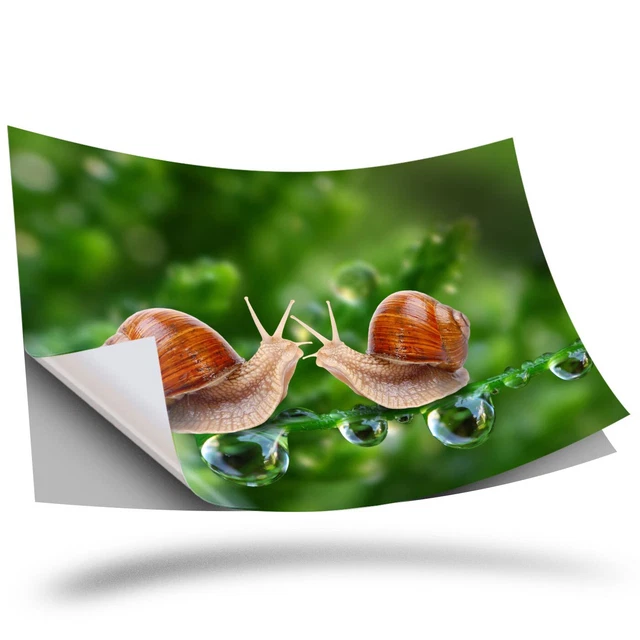 Kira Sticker With Vinyl Stickers - Kissing Snails Cute Kiss Snail ...