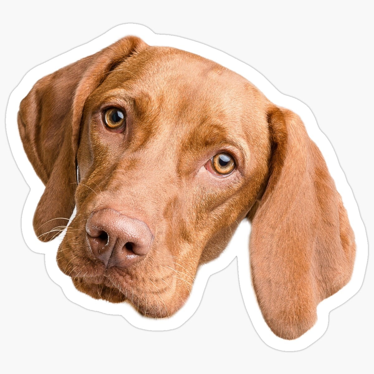 Kira Sticker - Vizsla Dog Face Sticker, Funny Waterproof Decal For Pet ...