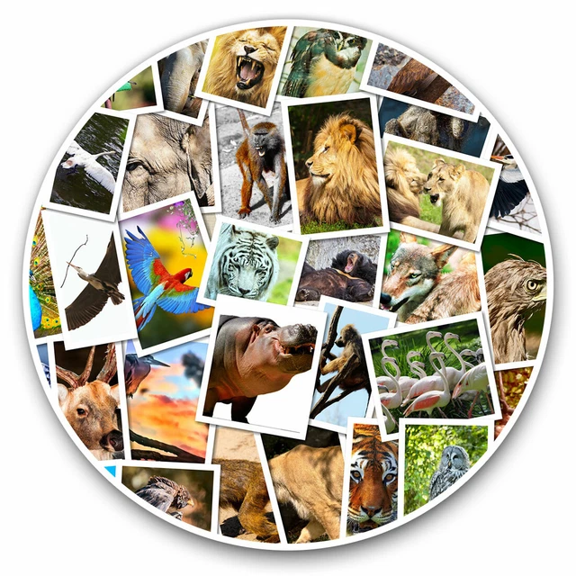 Kira Sticker With Wild Animal Collage Zoo Africa Cool Gift Decorative ...