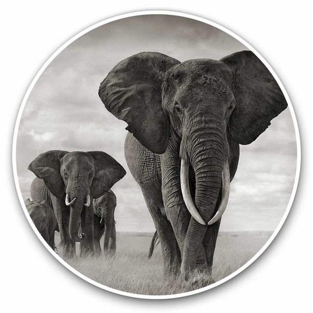 Kira Sticker With African Elephant Herd Cool Gift Decorative Laptop ...