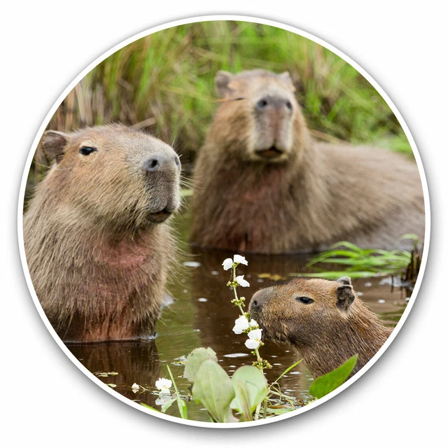 Kira Sticker With Capybara Swimming Family Cool Gift Decorative Laptop ...