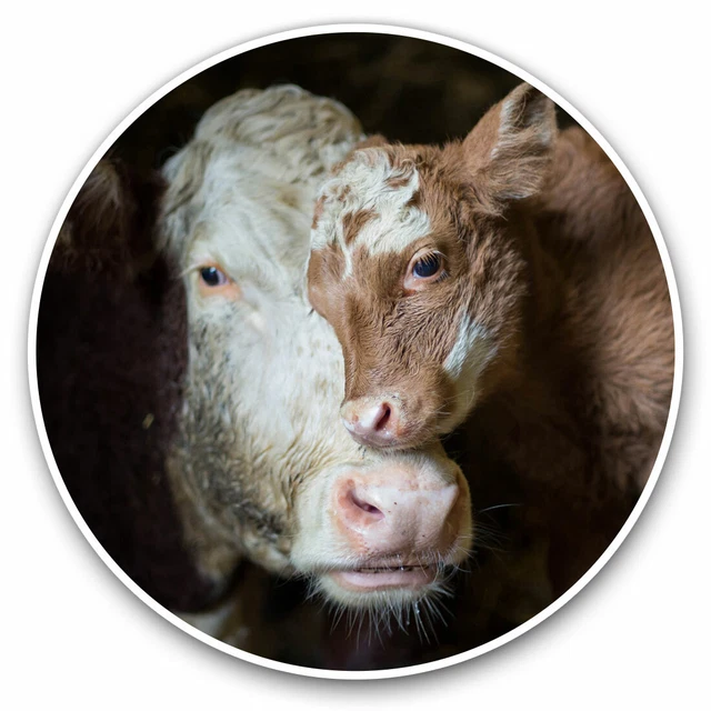 Kira Sticker With Cow And Calf Farm Animal Cool Gift Decorative Laptop ...