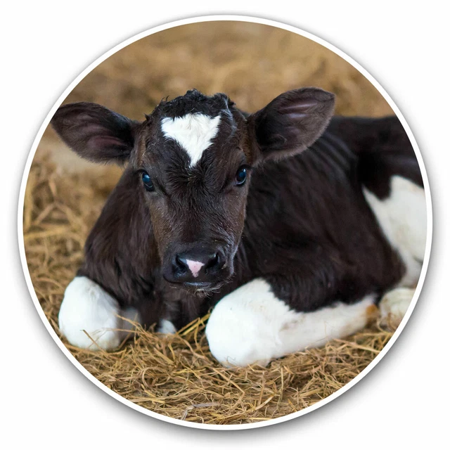 Kira Sticker With Cute Cow Calf Farm Animal Cool Gift Decorative Laptop ...