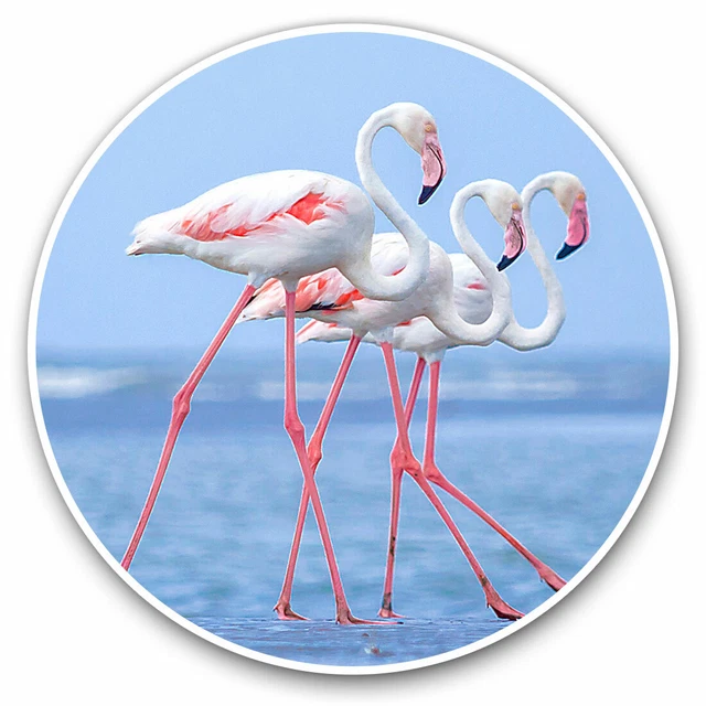 Kira Sticker With Flock Of Flamingo Birds Cool Gift Decorative Laptop ...