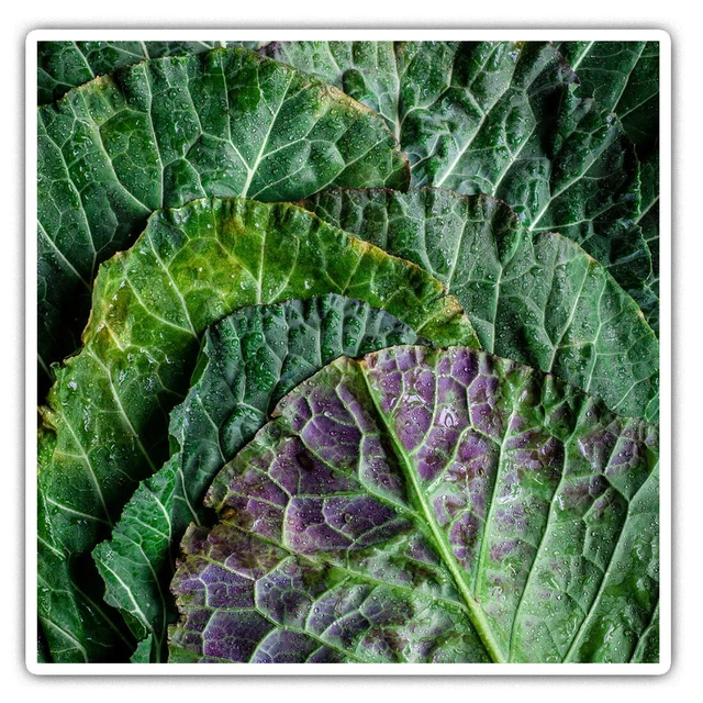 Kira Sticker With Green Vegetable Cabbage Leaves Decorative Laptop ...