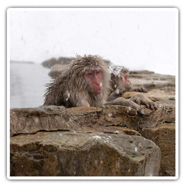 Kira Sticker With Hot Spring Monkeys Wild Animal Decorative Laptop ...