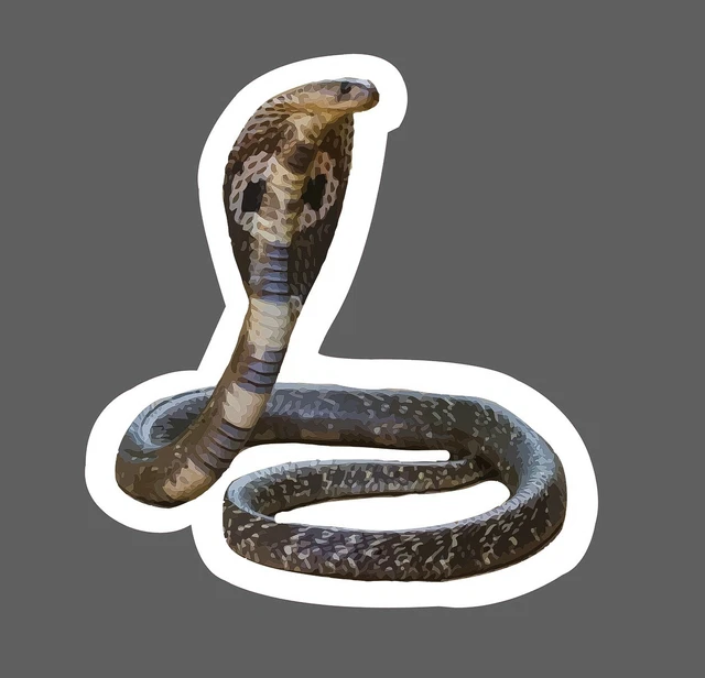 Kira Sticker With King Cobra Realistic Waterproof Decorative Laptop ...