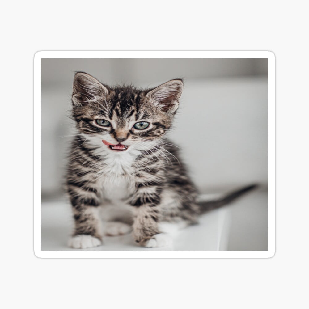 Kira Sticker With Little Kitty Decorative Laptop, Phone Stickers ...