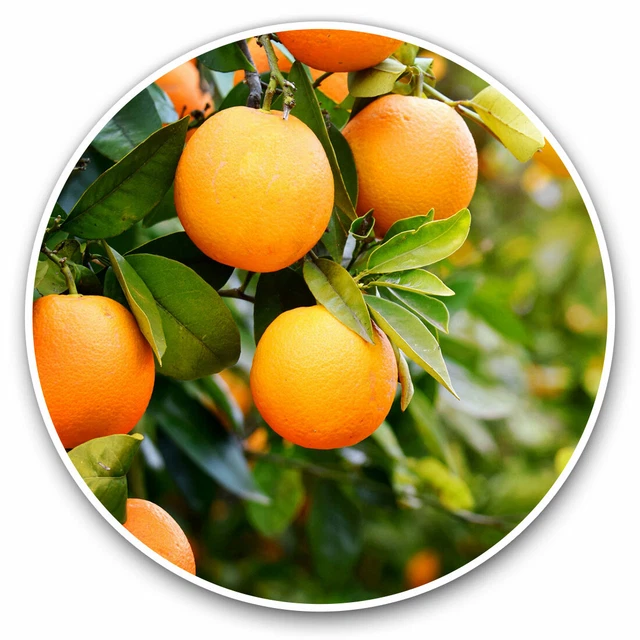 Kira Sticker With Orange Tree Fruit Healthy Cool Gift Decorative Laptop ...