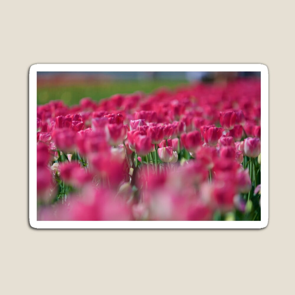 Kira Sticker With Pink Tulip Field Sticker Decorative Laptop, Phone ...