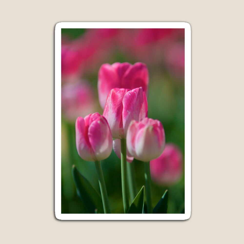 Kira Sticker With Pink Tulips Sticker Decorative Laptop, Phone Stickers ...