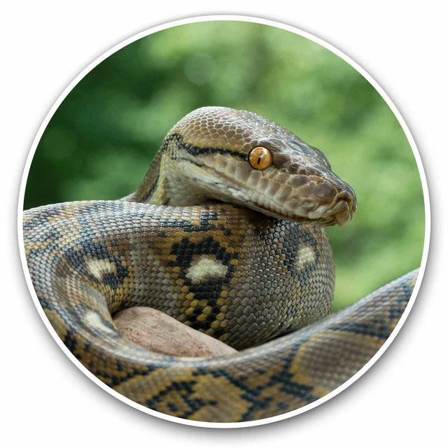 Kira Sticker With Reticulated Python Snake Cool Gift Decorative Laptop ...