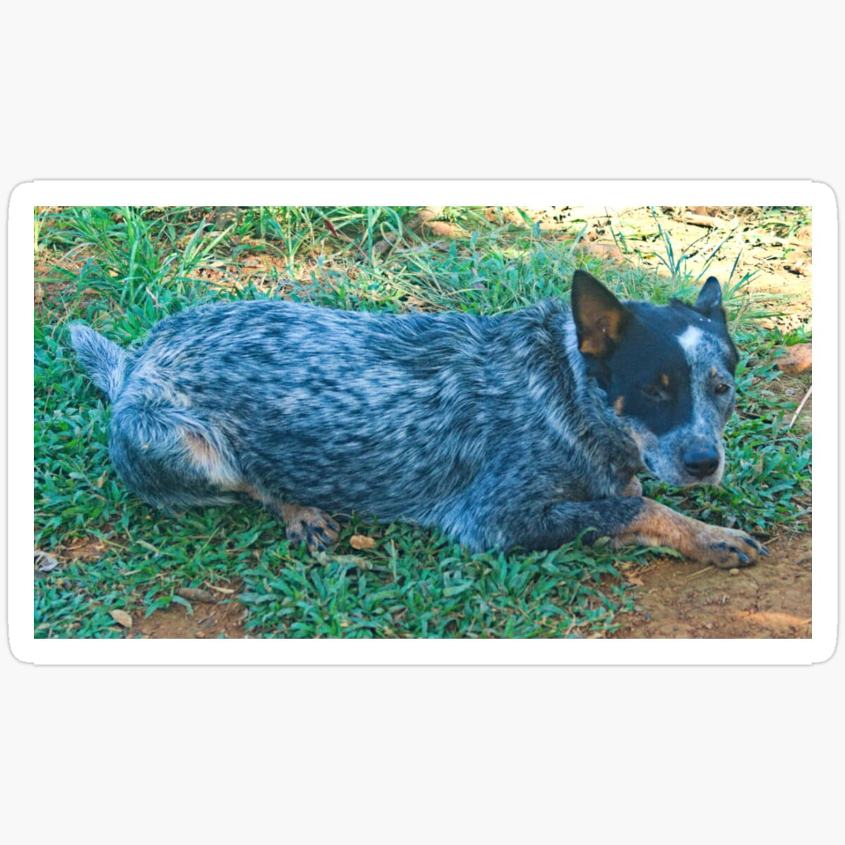 Kira blk blue dog Sticker Waterproof Sticker for Water Bottles, Laptops ...