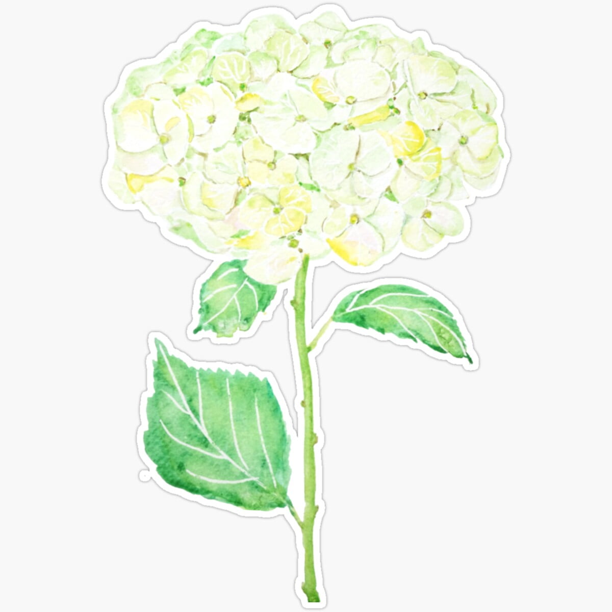 Kira hand painted green hydrangea watercolor Sticker Decorative Laptop ...